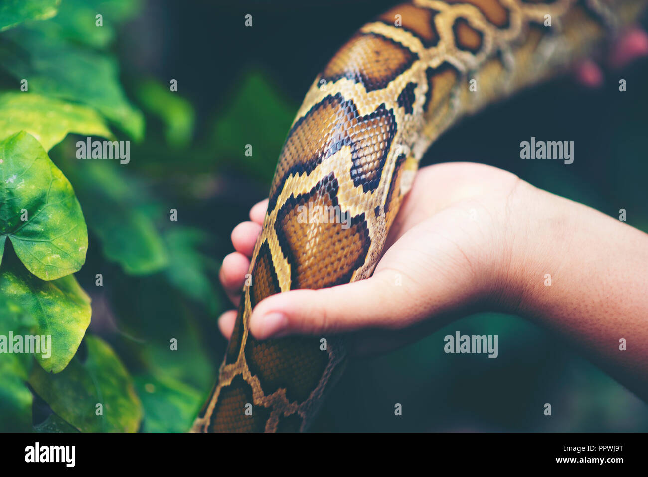 Hand Holding Snake High Resolution Stock Photography and Images - Alamy