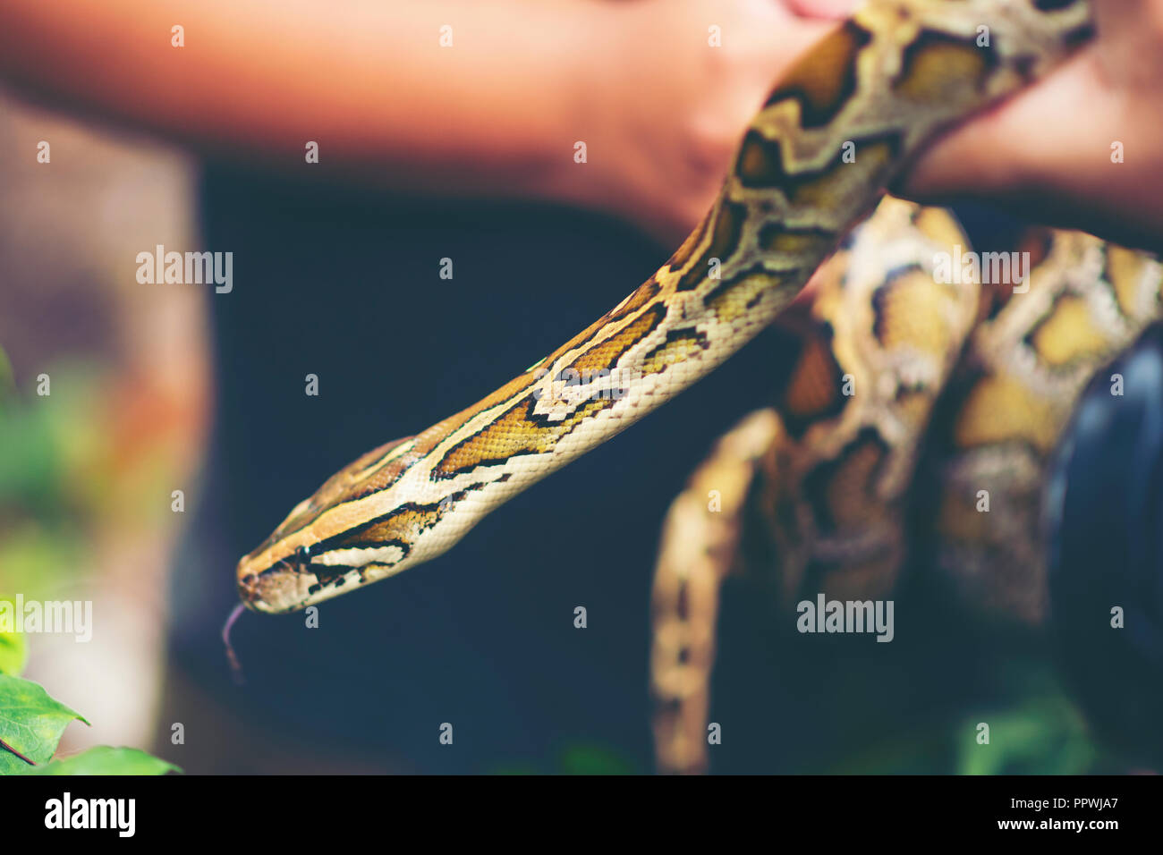 Child hand holding snake boa, Halloween Stock Photo - Alamy