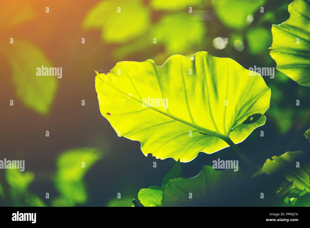 Green leaf, Rim Light Stock Photo - Alamy