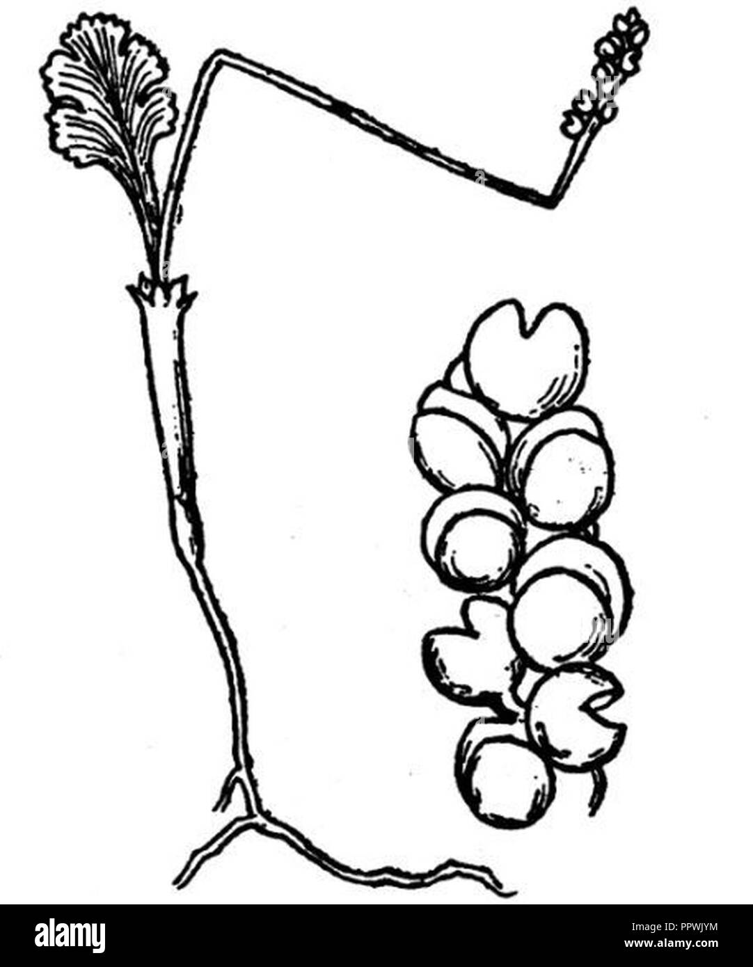 Botrychium simplex hi-res stock photography and images - Alamy