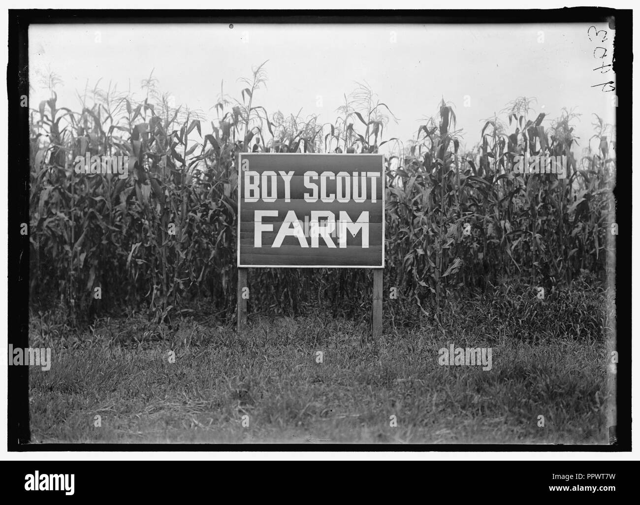BOY SCOUTS. BOY SCOUT FARM Stock Photo - Alamy