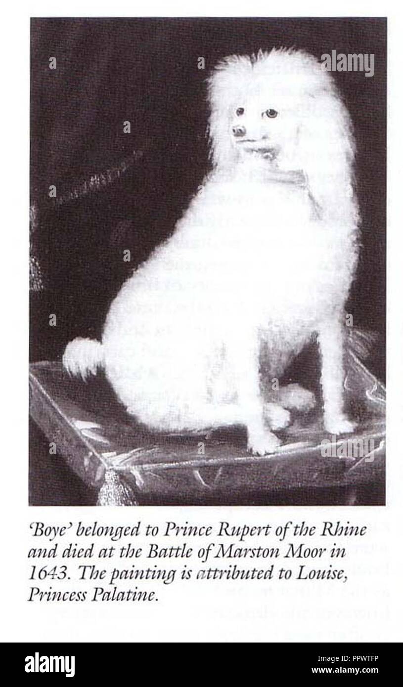 Boye, Prince Rupert's Poodle Stock Photo - Alamy