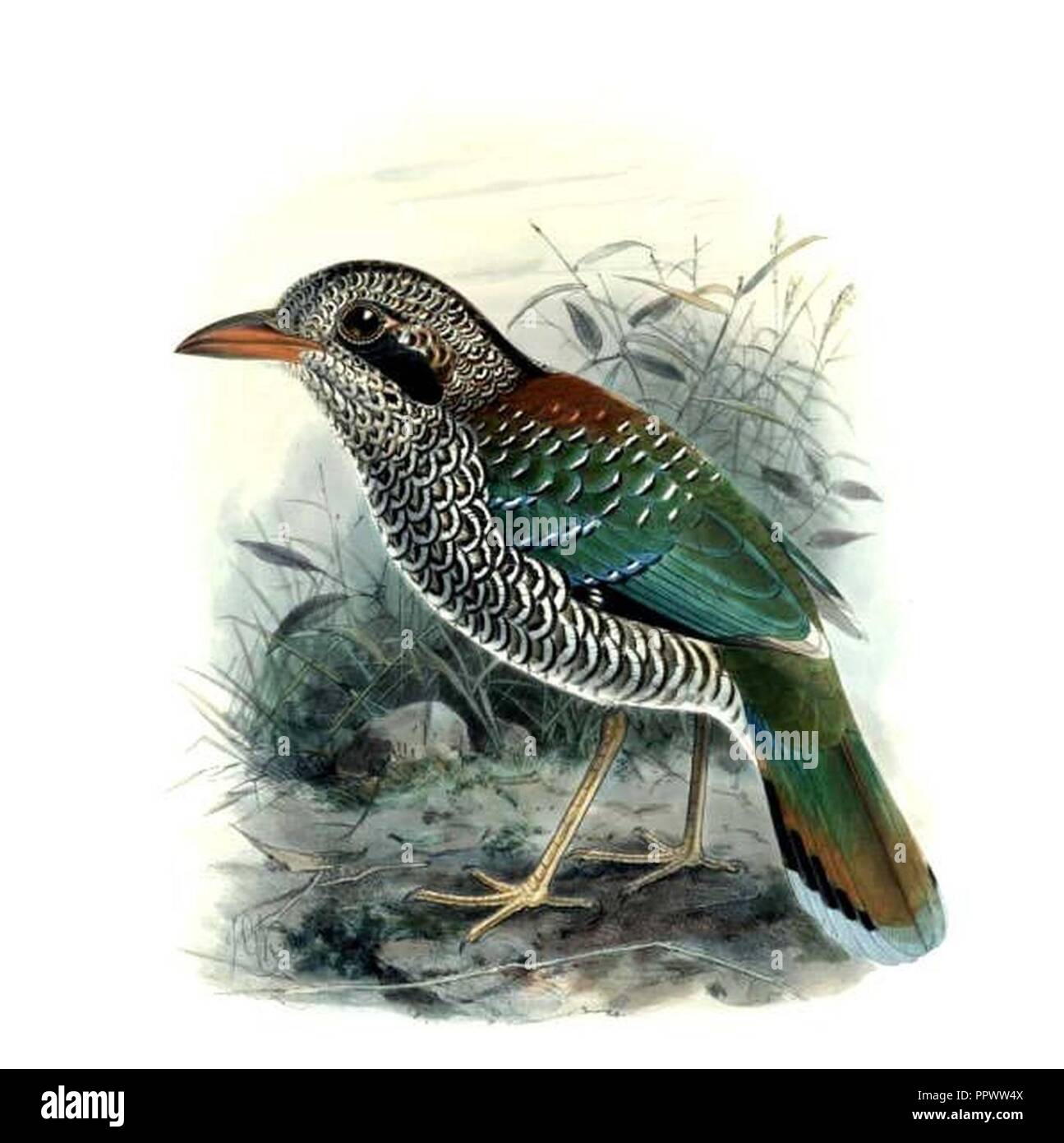 Ecaille hi-res stock photography and images - Alamy