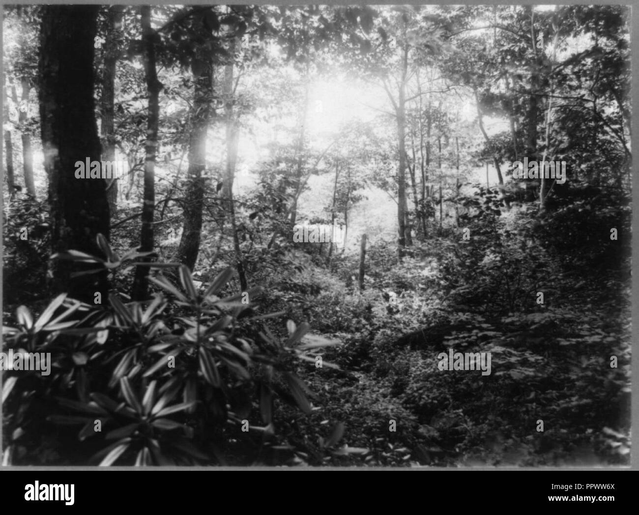 Braddock's Road & White Oak Level Road. (Braddocks Battle field Stock ...