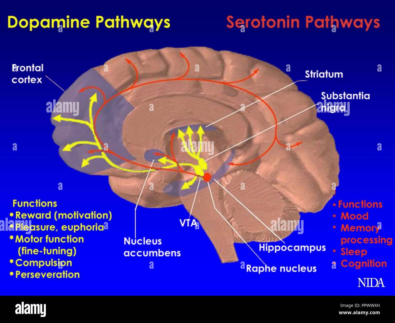 Brain Pathways DA 5HT Stock Photo - Alamy