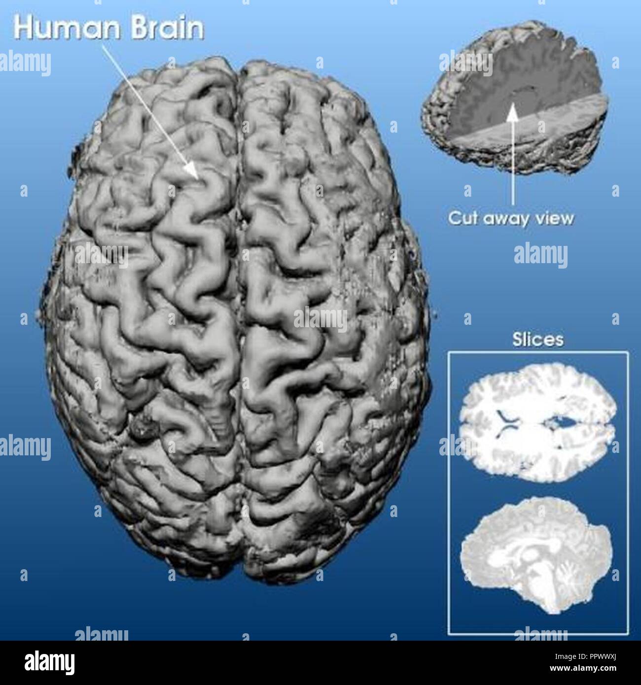 Visualization of history hi-res stock photography and images - Alamy