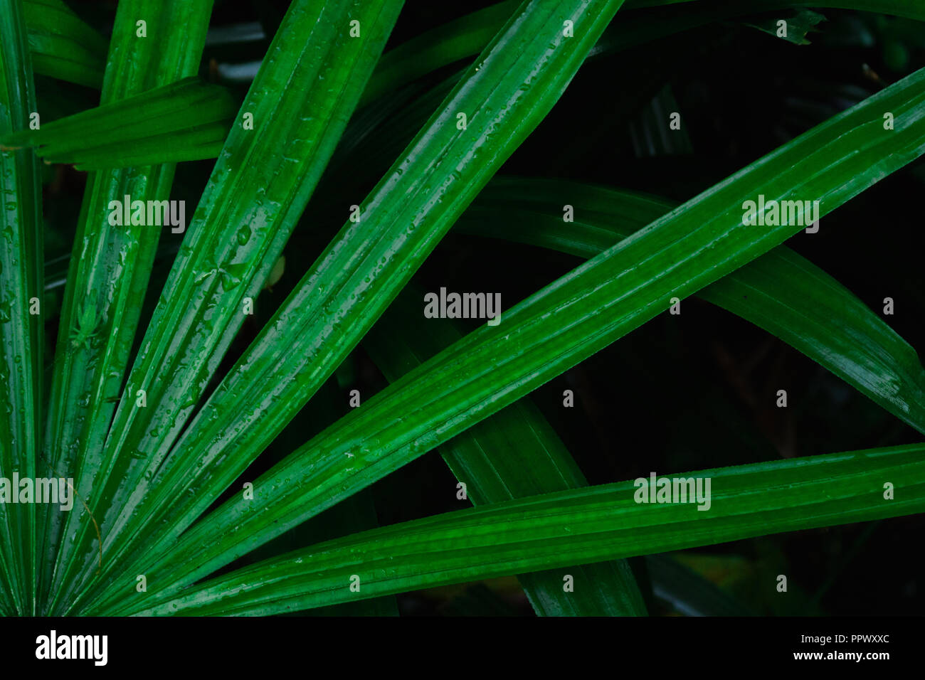 Deep green palm tree leaf background hi-res stock photography and ...