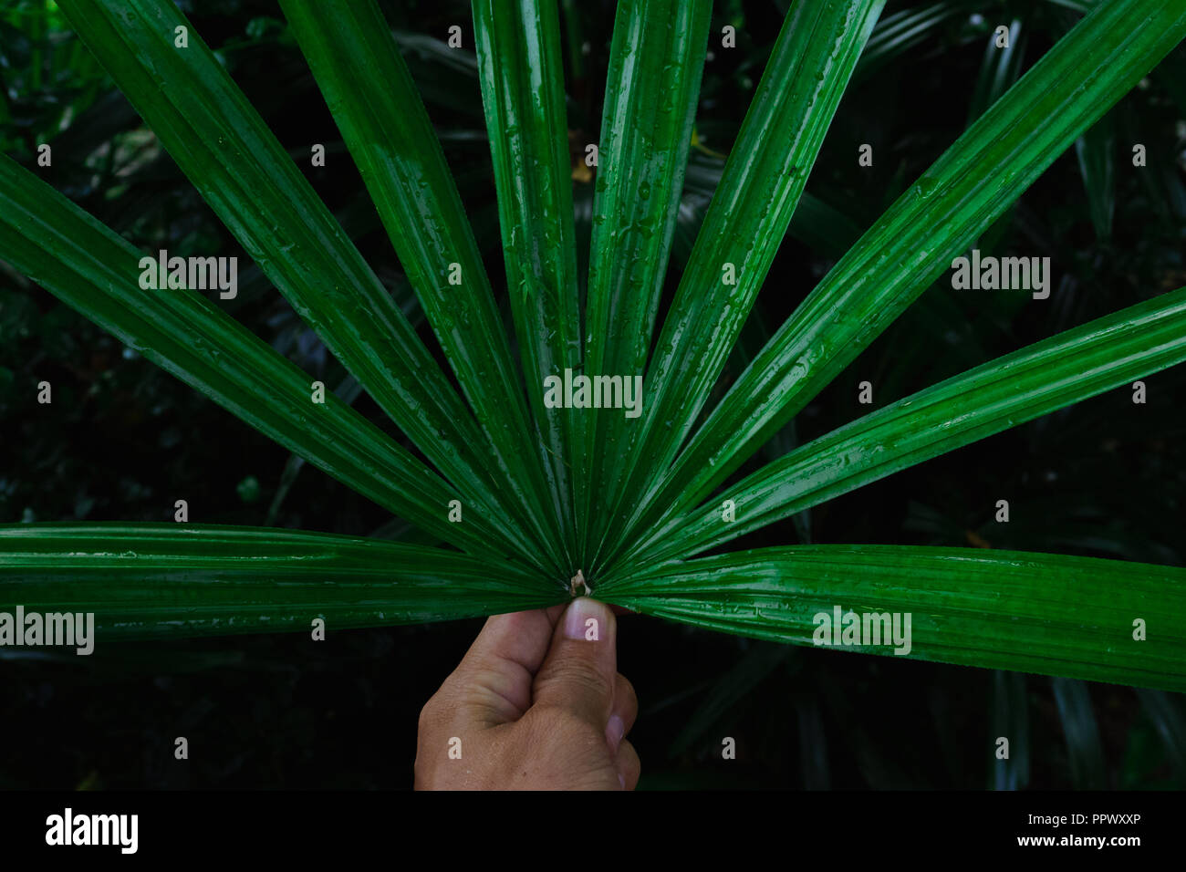 Green Parmesan leaf grip wet, dark tone Stock Photo - Alamy