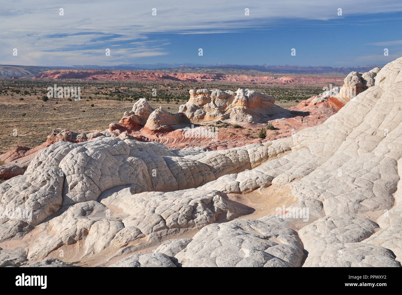 White pocket arizona hi-res stock photography and images - Alamy