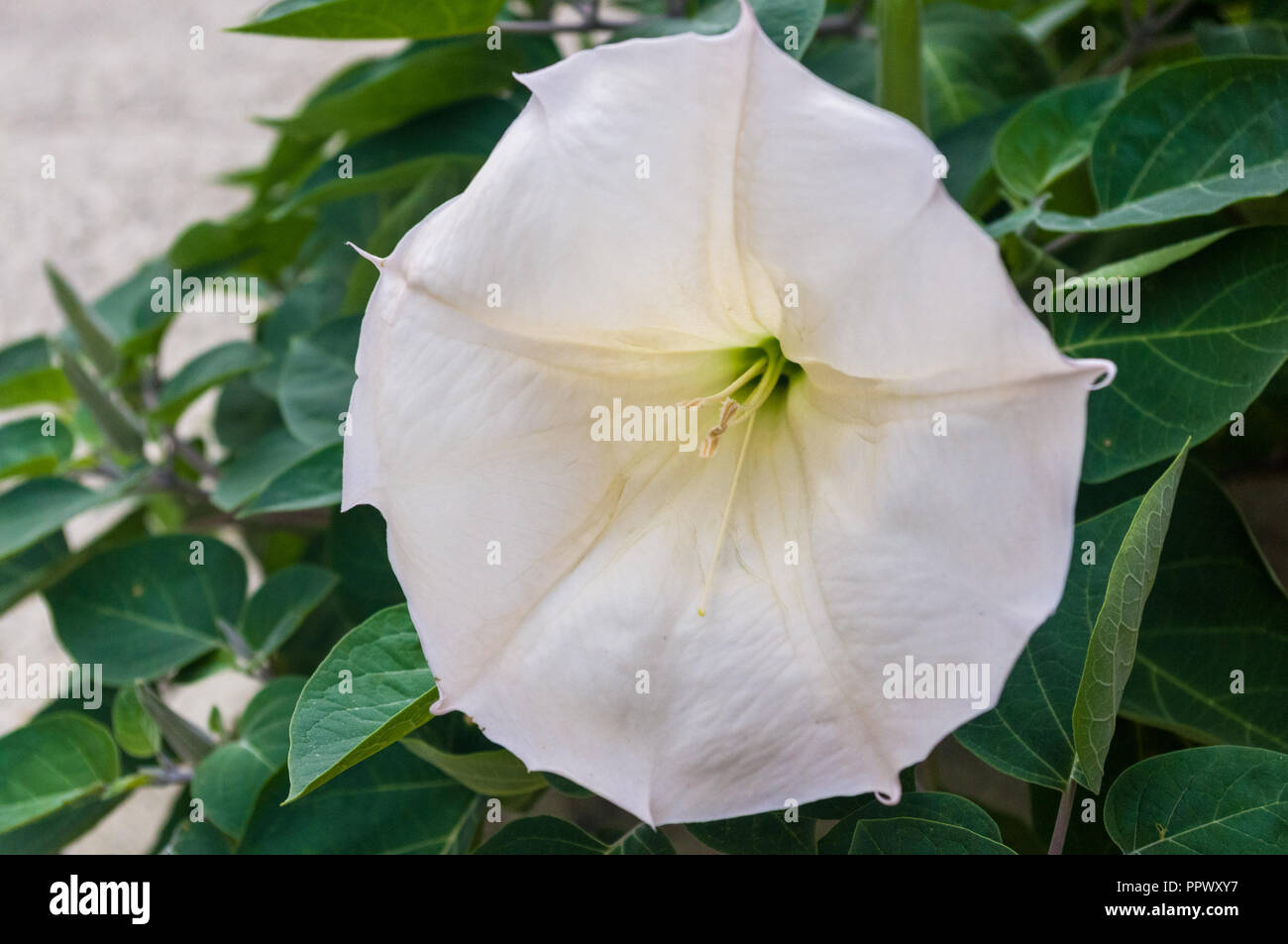 Devil's Trumpet, Datura flower, Moonflower, Datura metel, Angel Trumpet ...