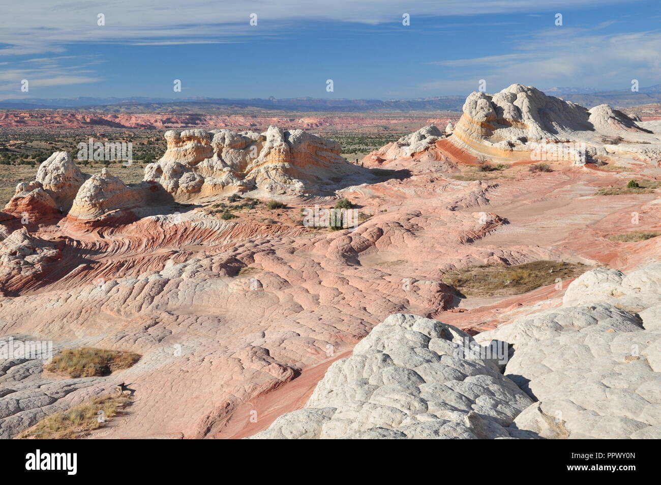 White pocket arizona hi-res stock photography and images - Alamy