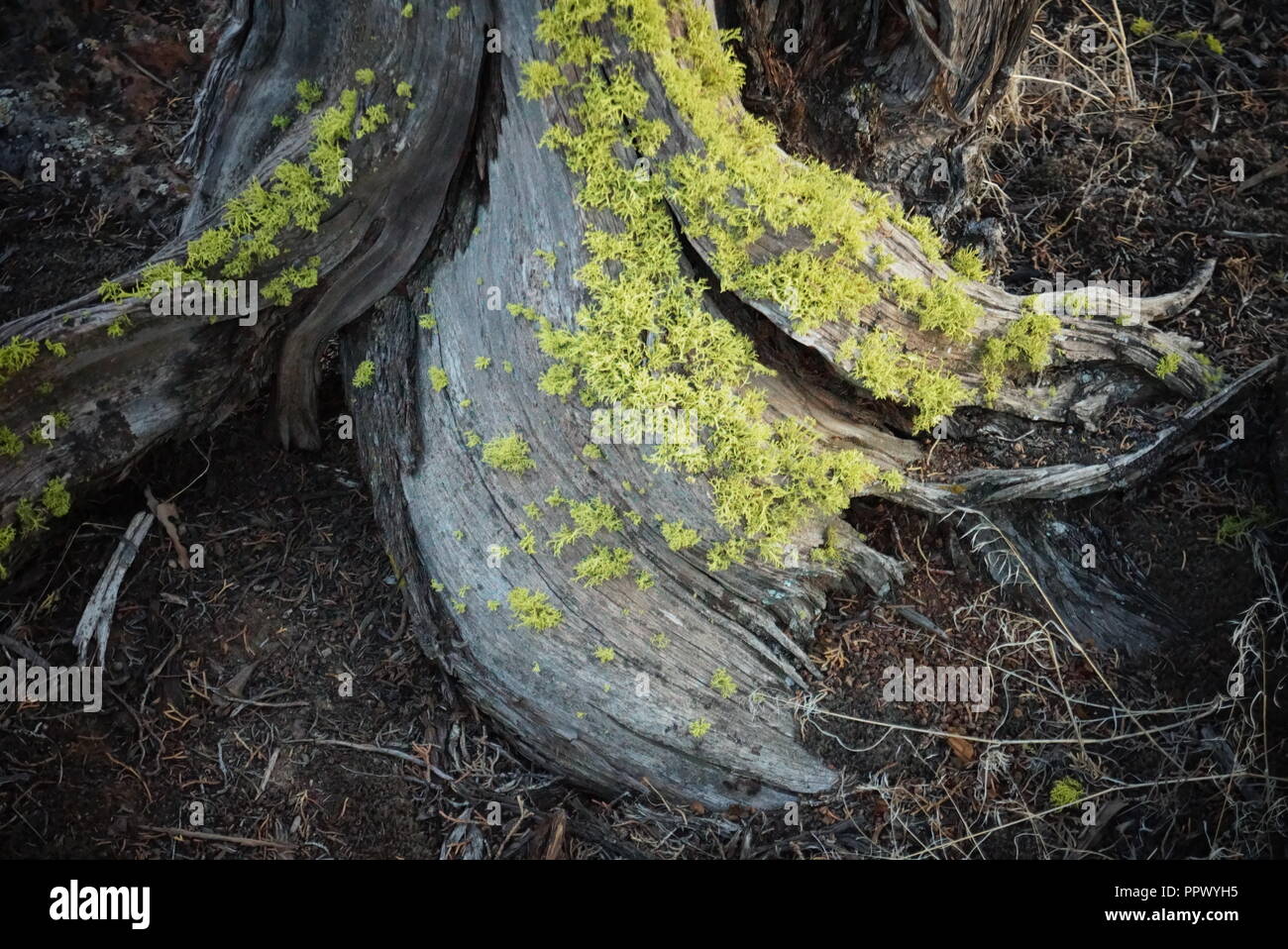 Juniper forms and textures Stock Photo - Alamy