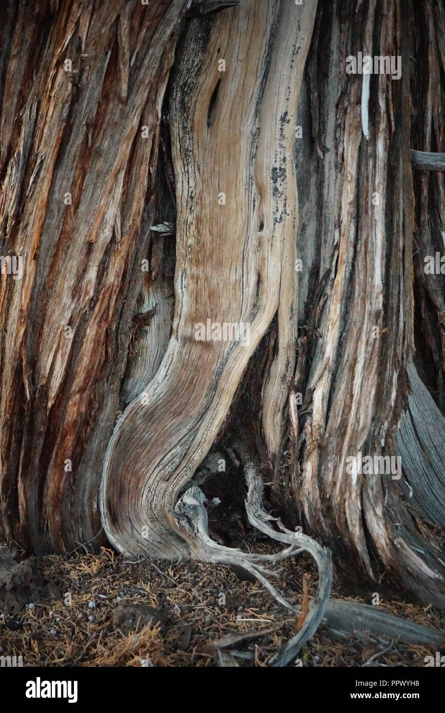 Juniper forms and textures Stock Photo - Alamy