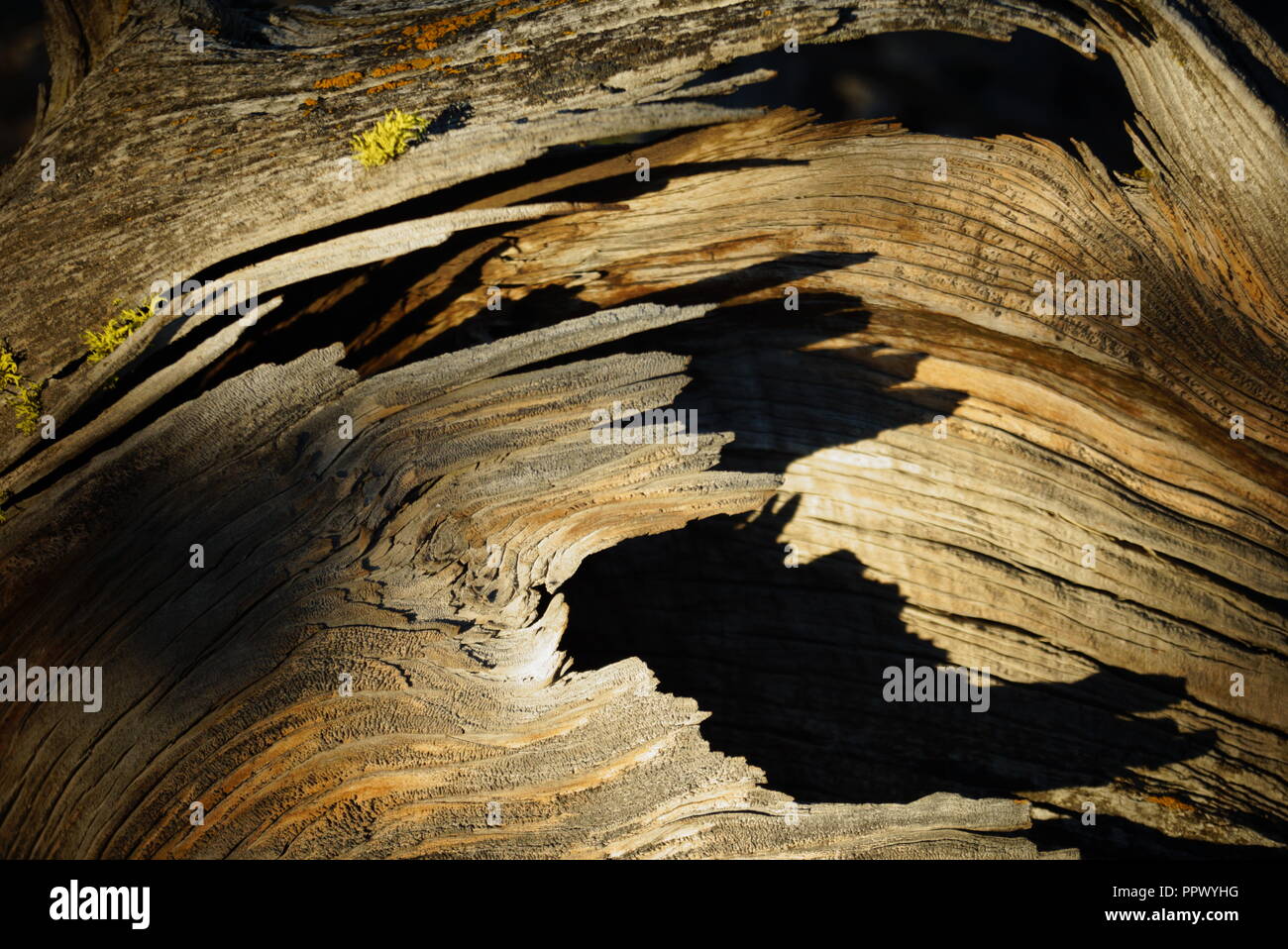 Juniper forms and textures Stock Photo - Alamy