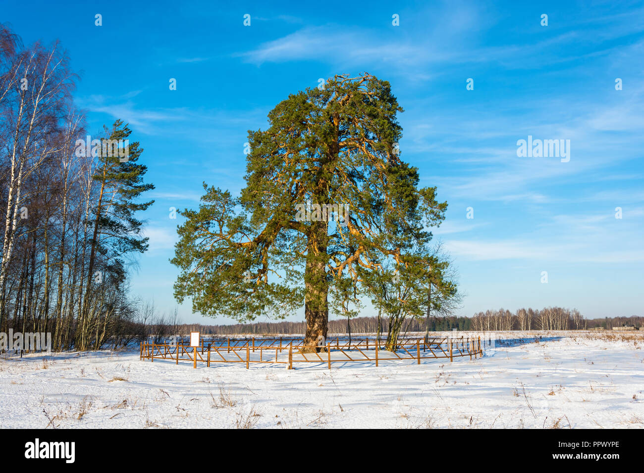Lonely ancient 500 year old branchy pine tree on the outskirts of the ...