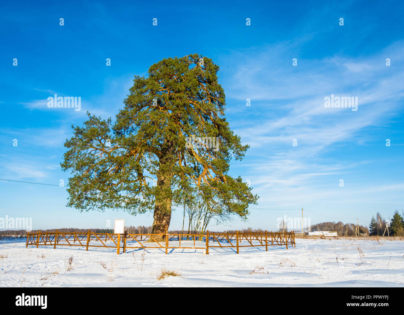 500 year old tree hi-res stock photography and images - Alamy