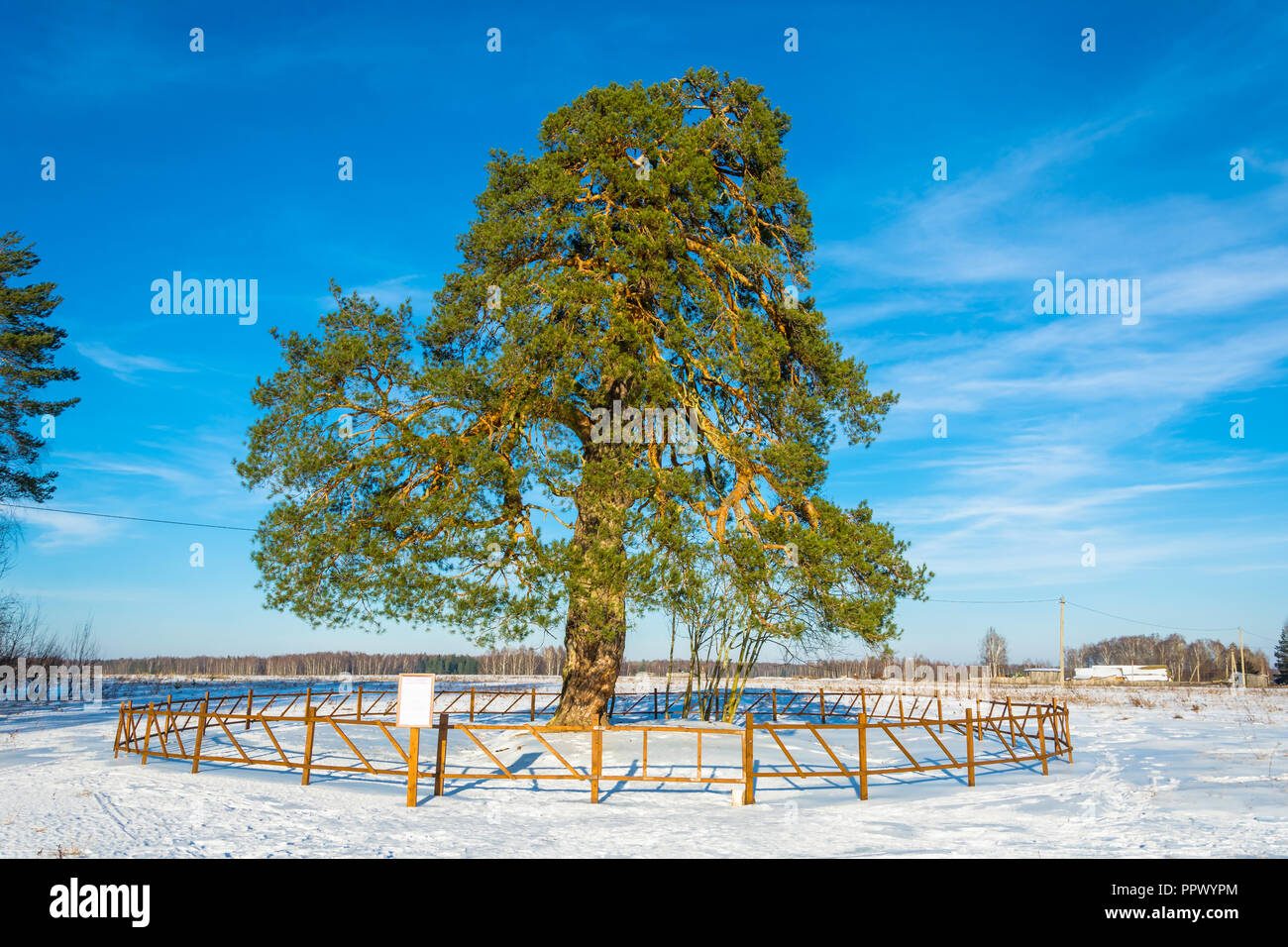 500 year old tree hi-res stock photography and images - Alamy