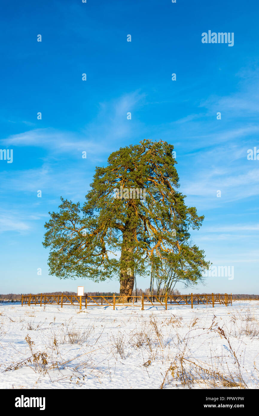 500 year old tree hi-res stock photography and images - Alamy