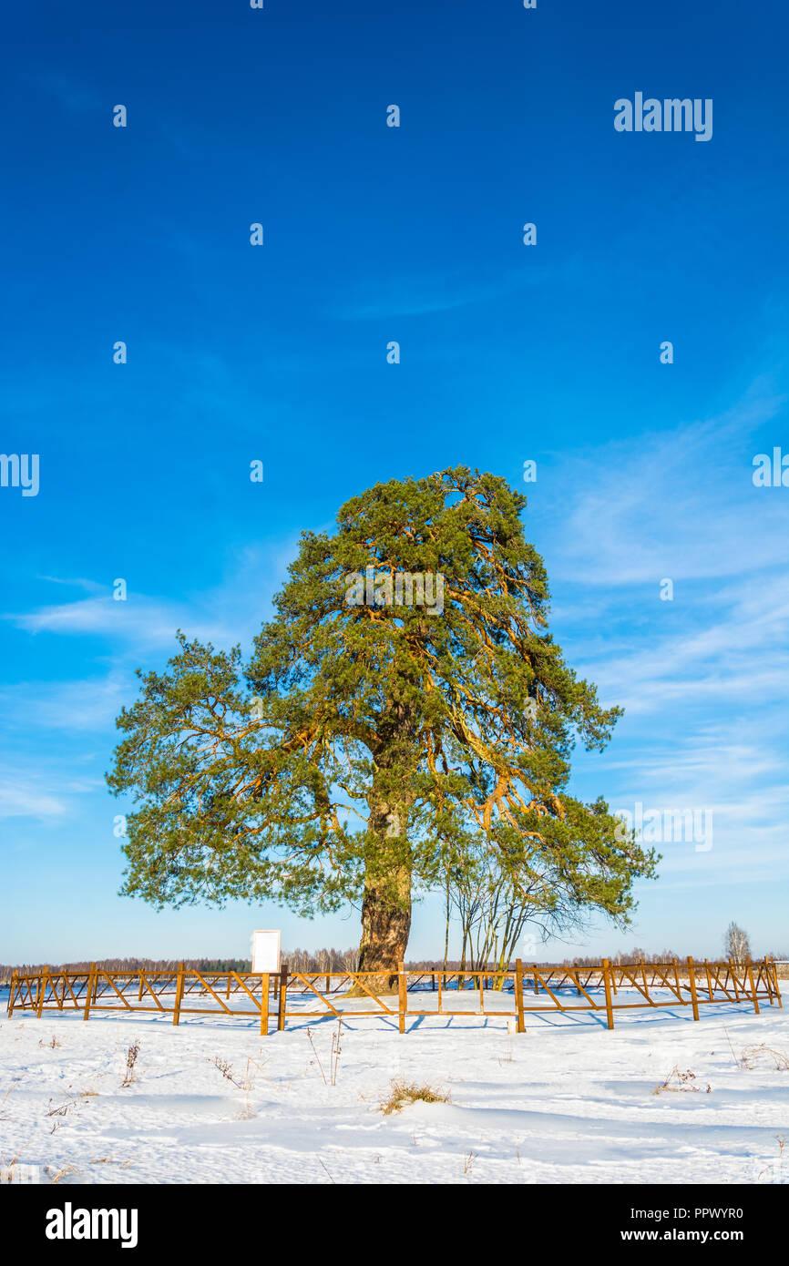500 year old tree hi-res stock photography and images - Alamy