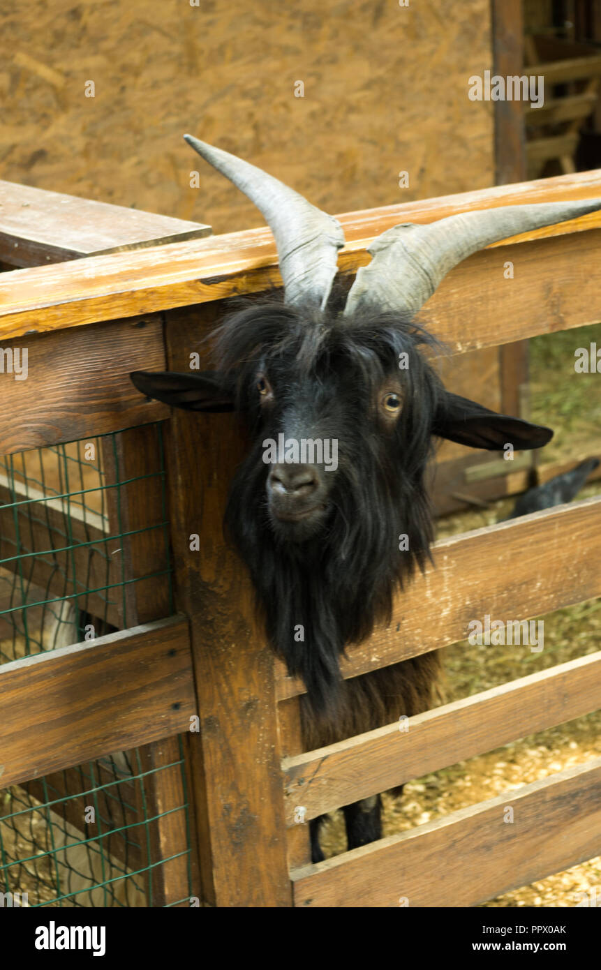 Welsh billy goat hi-res stock photography and images - Alamy