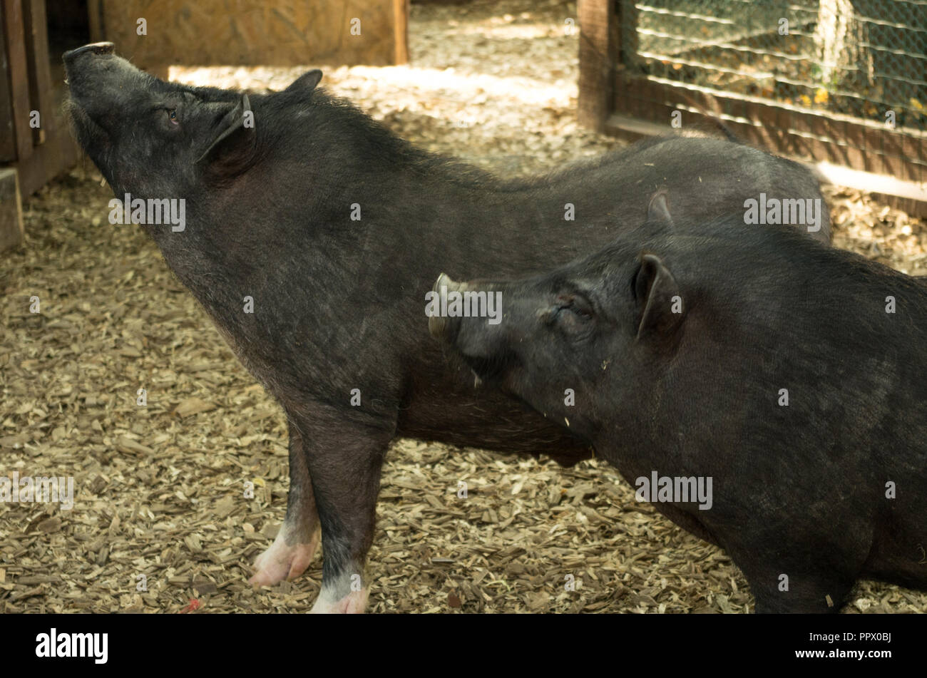 Two black pigs. Domestic cattle breeding. Big pigs Stock Photo - Alamy