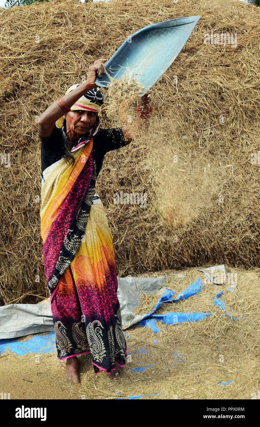 Indian millet hi-res stock photography and images - Alamy