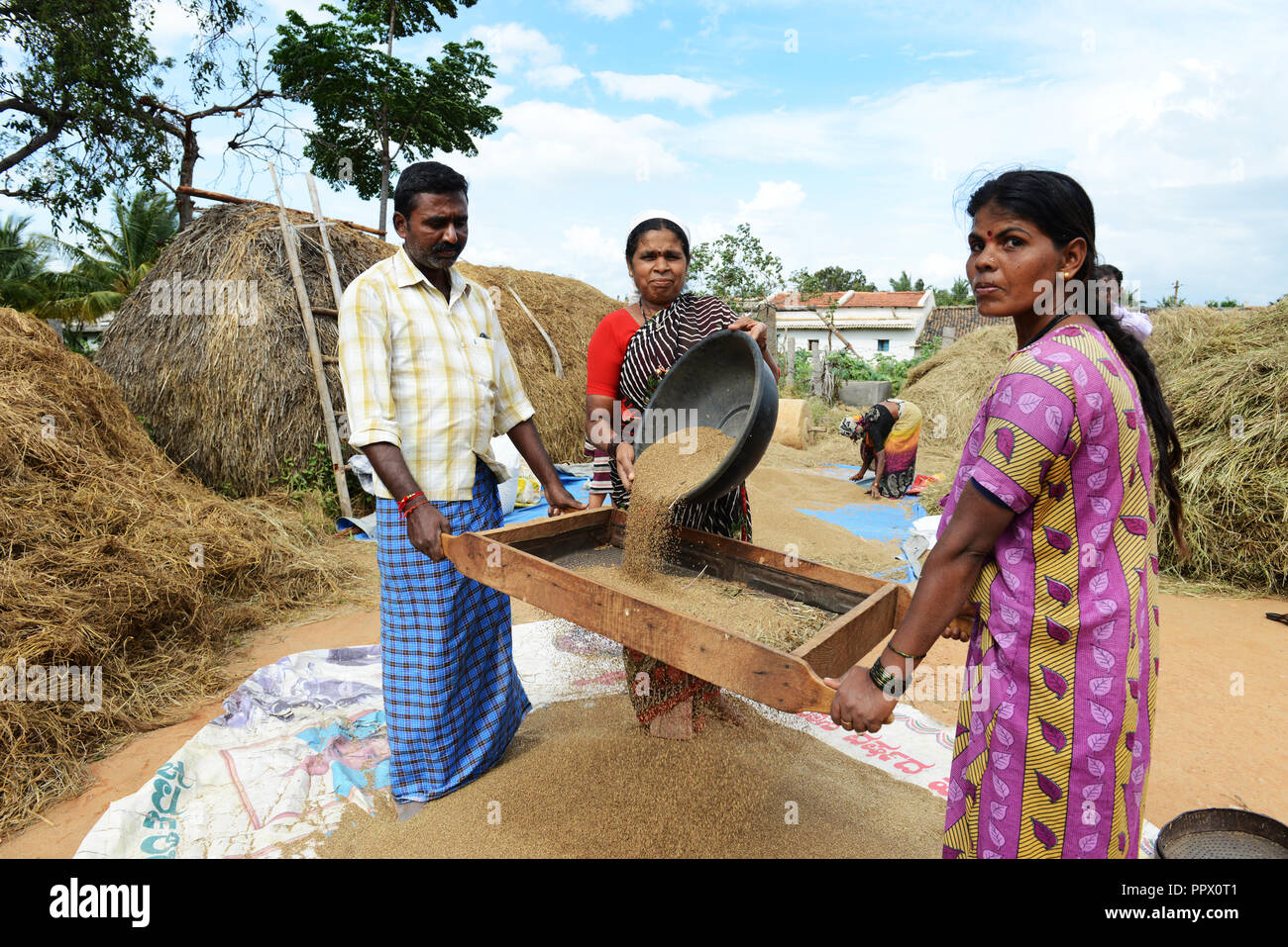 Husking little millets in the Hosadurga region of Karnataka, India ...