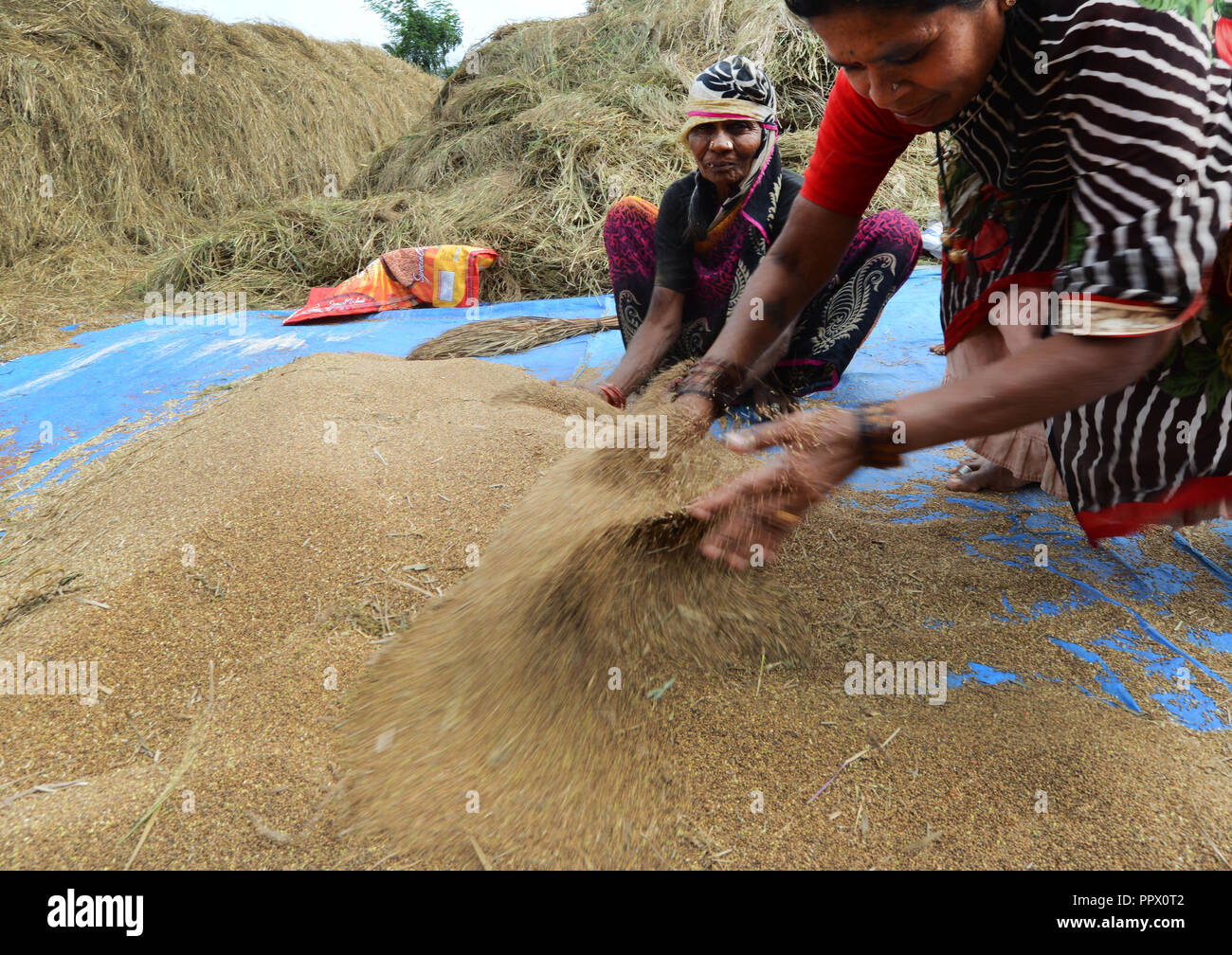 Husking little millets in the Hosadurga region of Karnataka, India ...