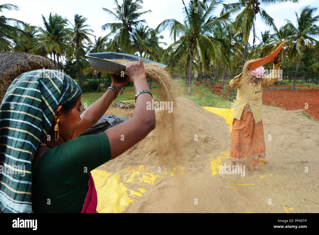 Husking little millets in the Hosadurga region of Karnataka, India ...