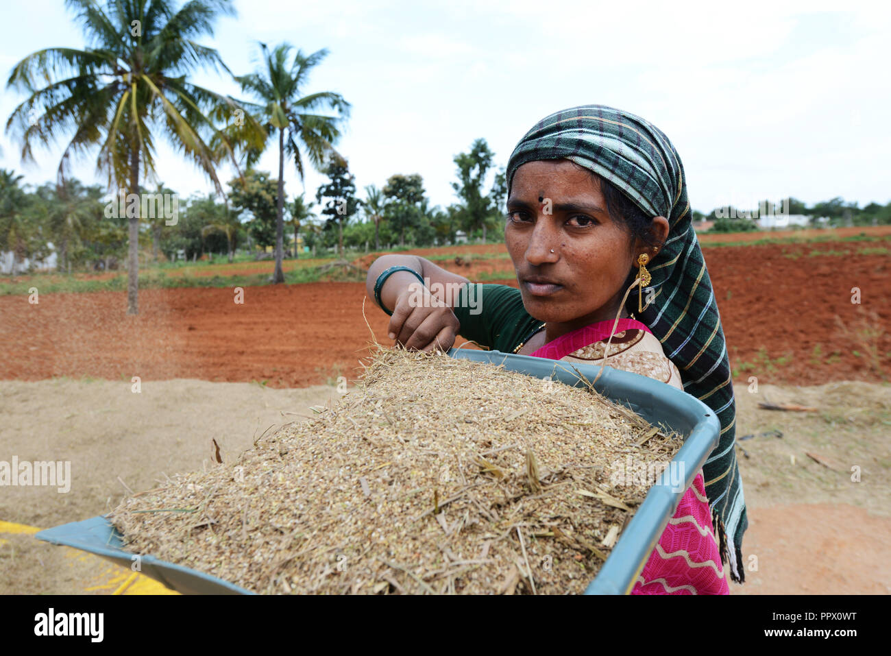 Husking little millets in the Hosadurga region of Karnataka, India ...