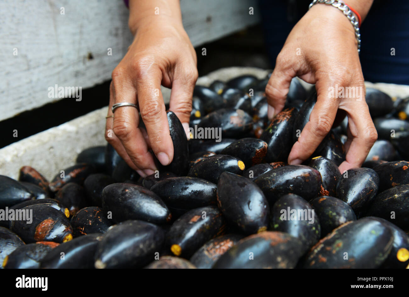 Pili fruits sold at the Sorsogon market in Bicol, Philippines Stock ...