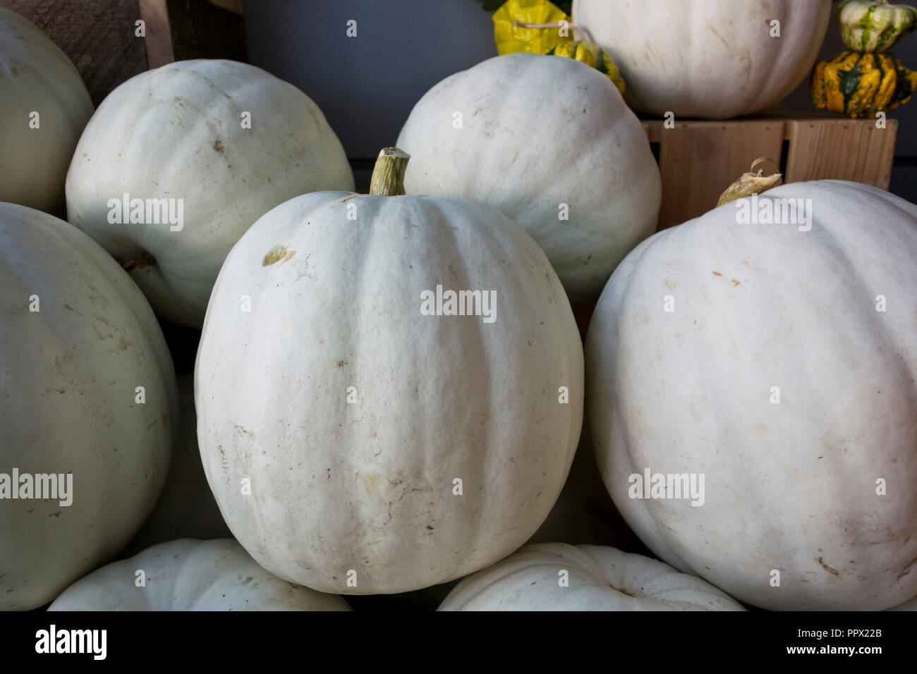 White pumpkins hi-res stock photography and images - Alamy