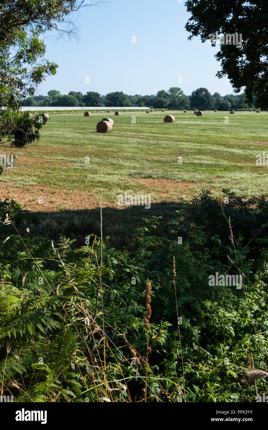 Vertical landscape of a green field with hay rolls with a bright sun in ...
