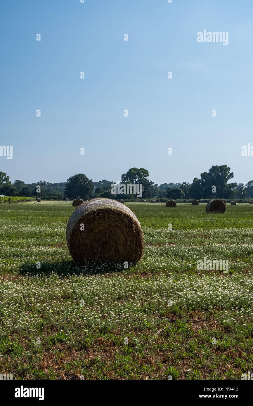 Vertical landscape of a green field with hay rolls with a bright sun in ...