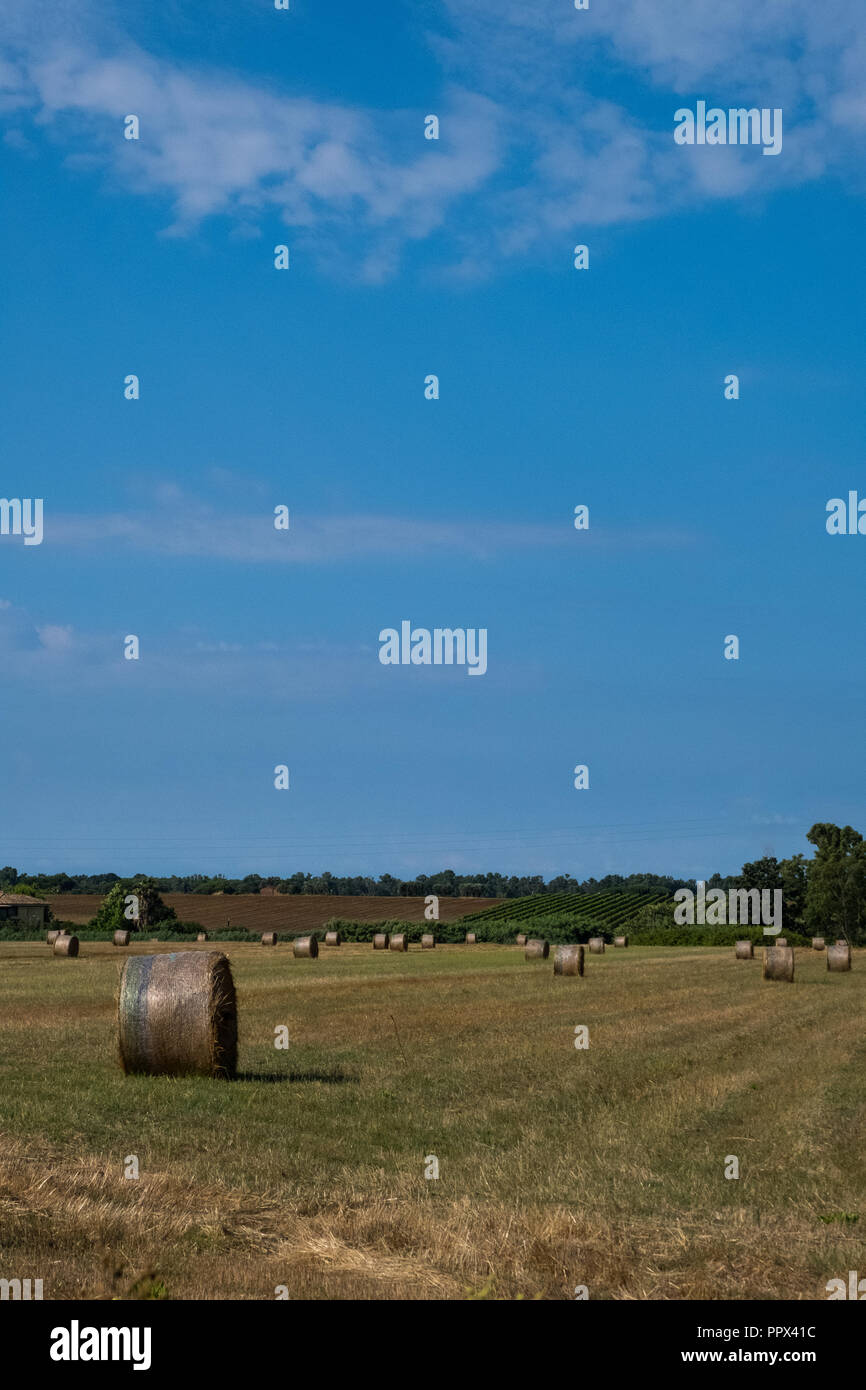 Vertical landscape of a green field with hay rolls with a bright sun in ...