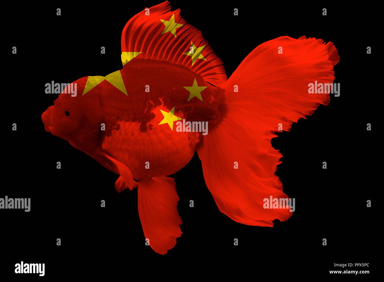Flag of China on goldfish with black background Stock Photo - Alamy