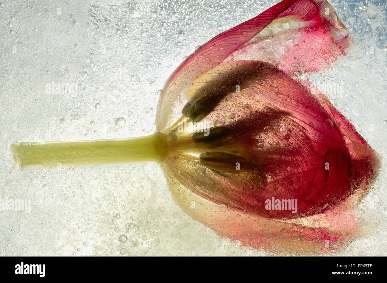 A photo of a tulip frozen in ice and backlit with a flashlight Stock ...