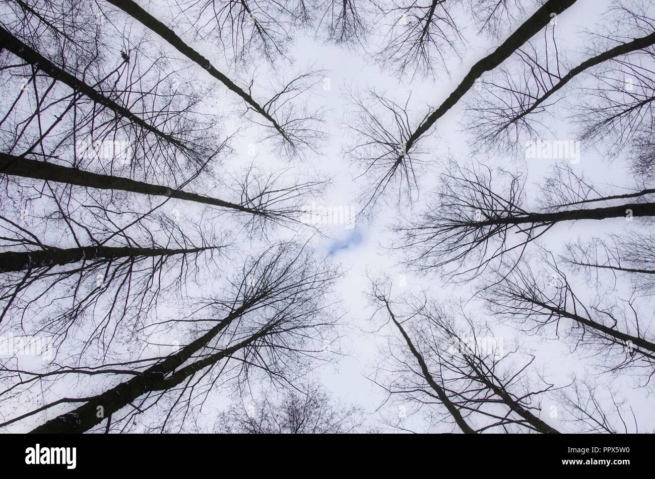 Up towards top trees hi-res stock photography and images - Alamy