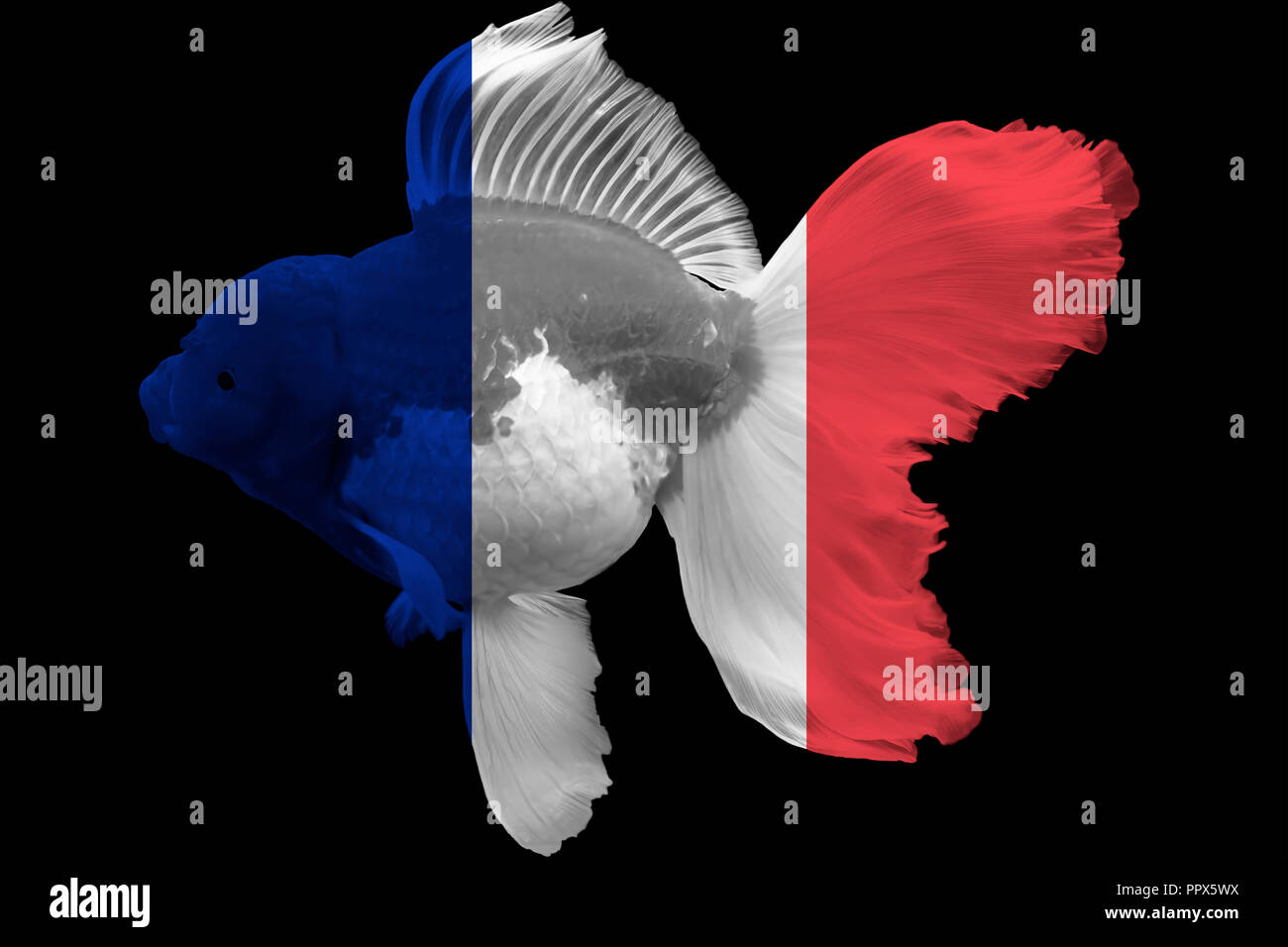Flag of France on goldfish with black background Stock Photo - Alamy