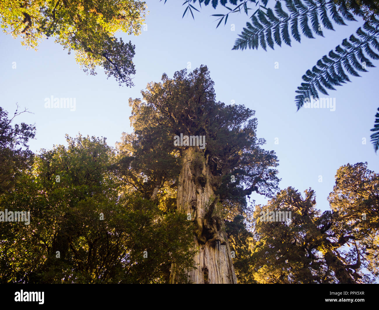 Larch in the Andes range, big tree in patagonia. Natural Park Pumalin ...