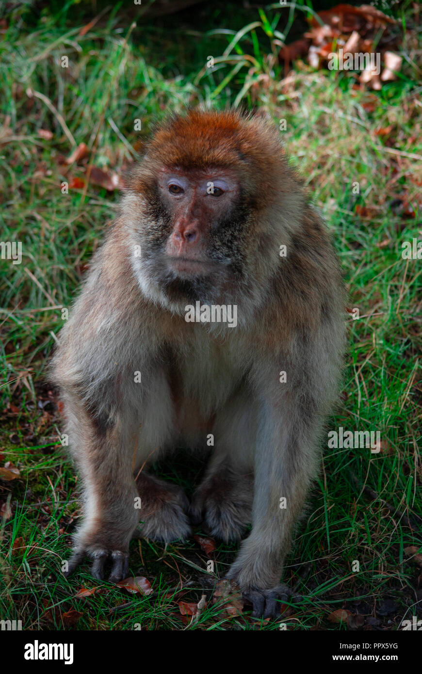 Trentham monkey forest hi-res stock photography and images - Alamy