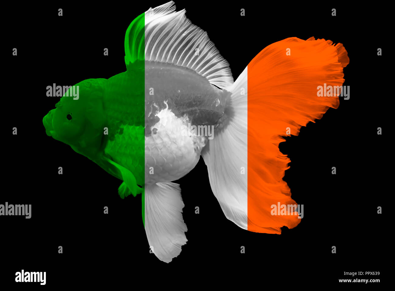 Flag of Ireland on goldfish with black background Stock Photo - Alamy