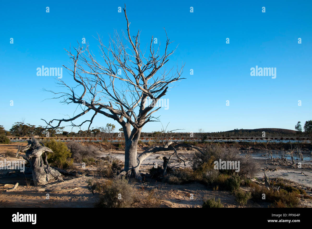 Dead tree in an australian landscape scene hi-res stock photography and ...