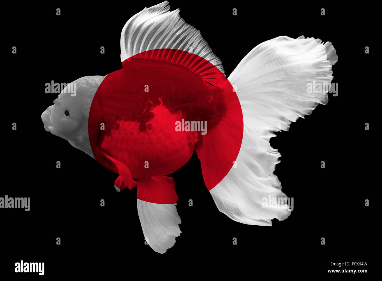 Flag of Japanese on goldfish with black background Stock Photo - Alamy