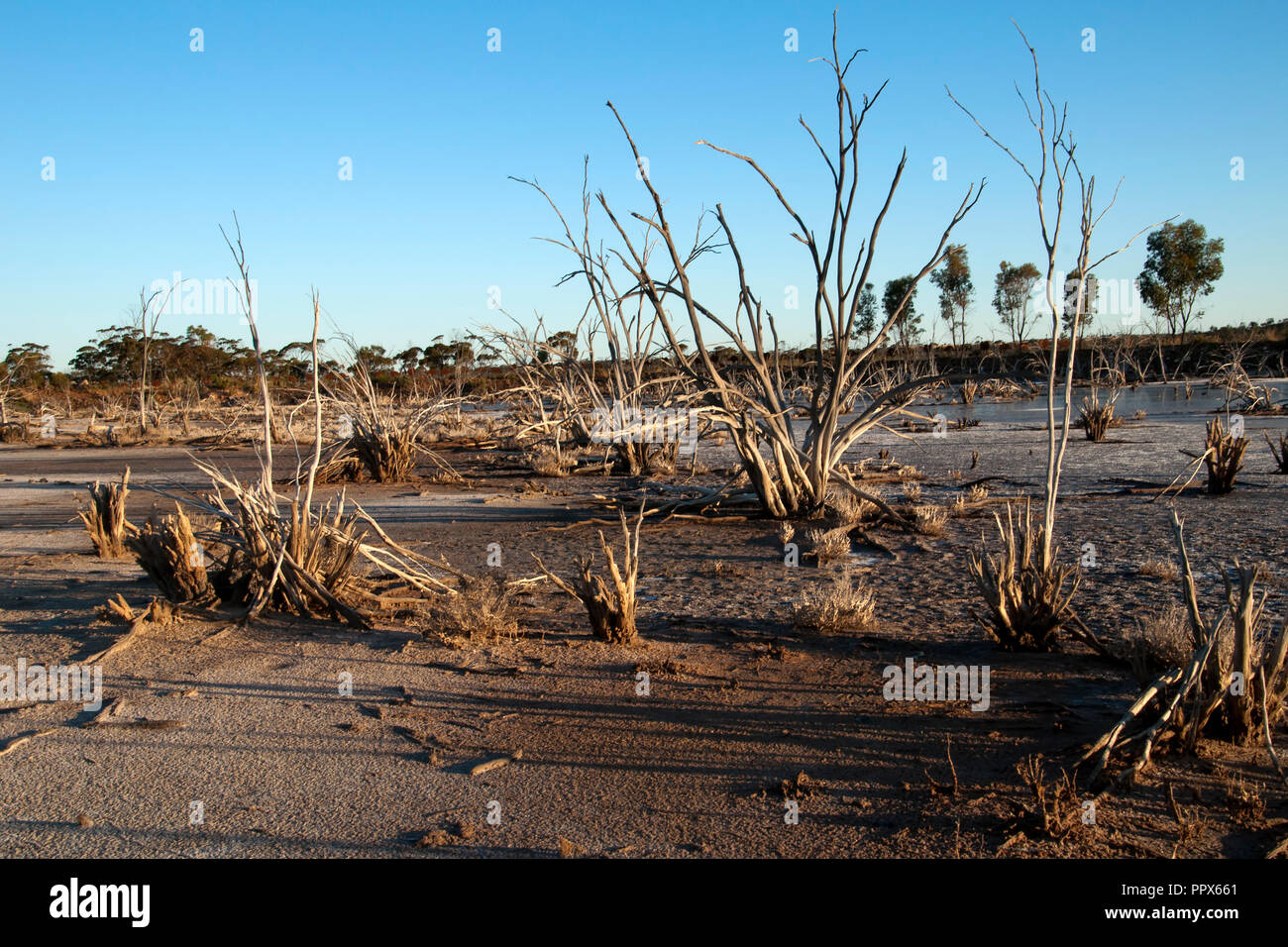 Dead tree in an australian landscape scene hi-res stock photography and ...