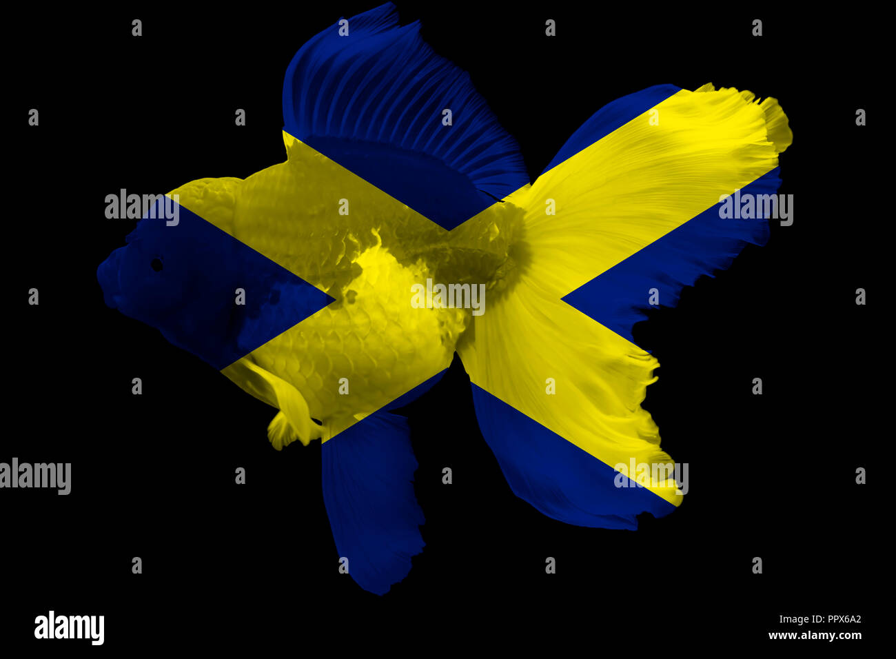 Flag of Scotland on goldfish with black background Stock Photo - Alamy