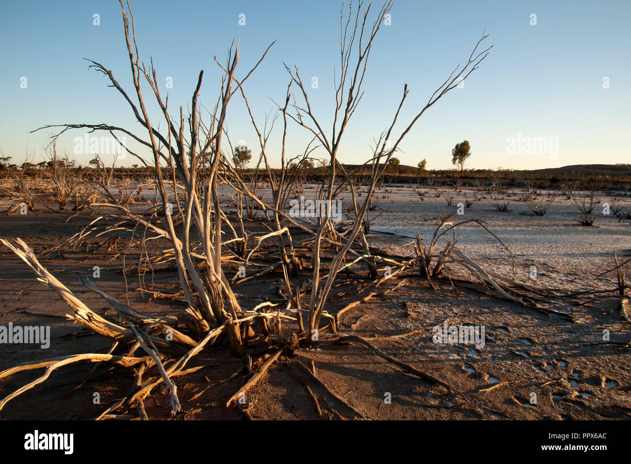 Dead tree in an australian landscape scene hi-res stock photography and ...