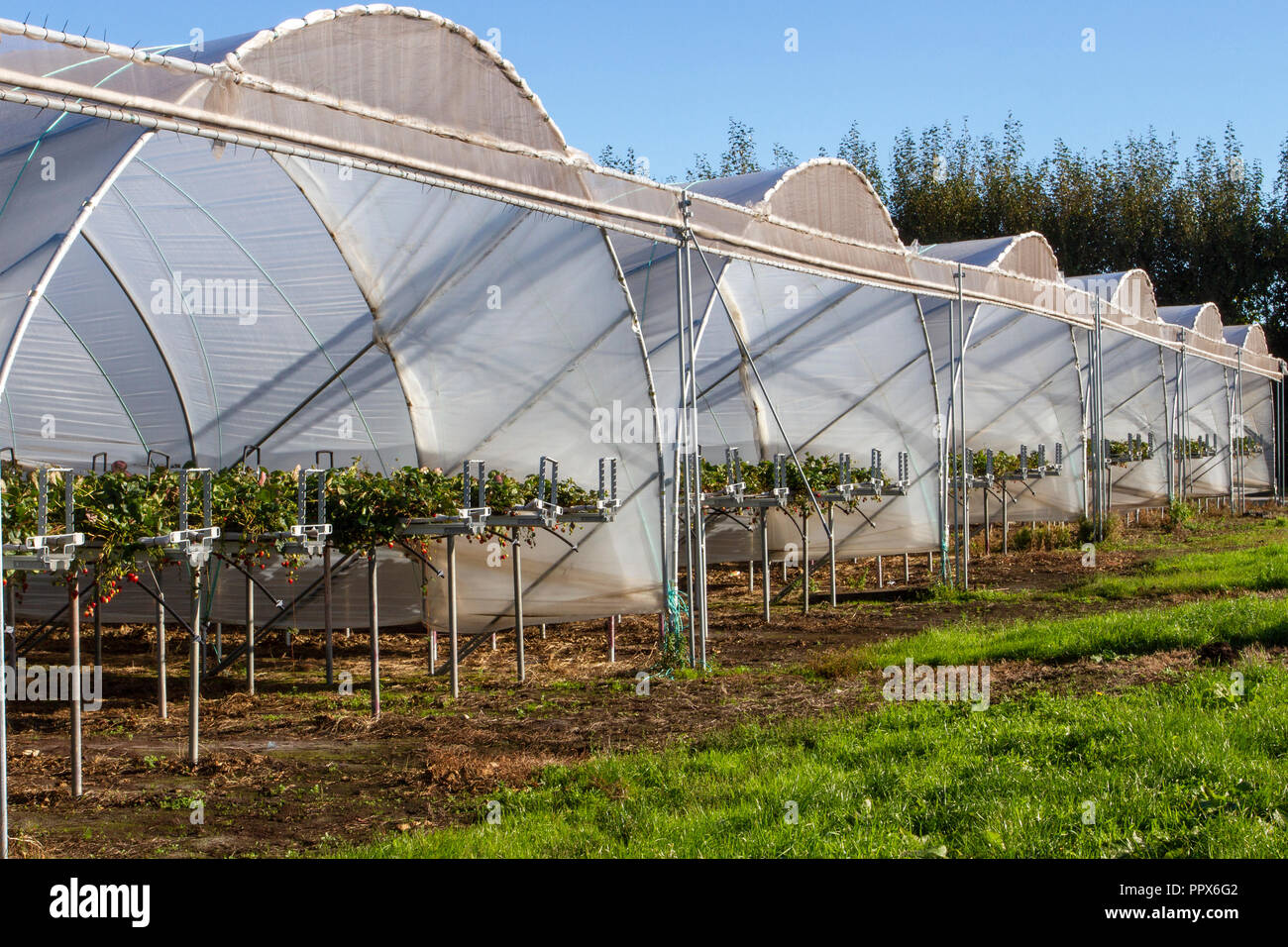 Commercial ever-bearing Strawberry plants fruits growing in polytunnels ...