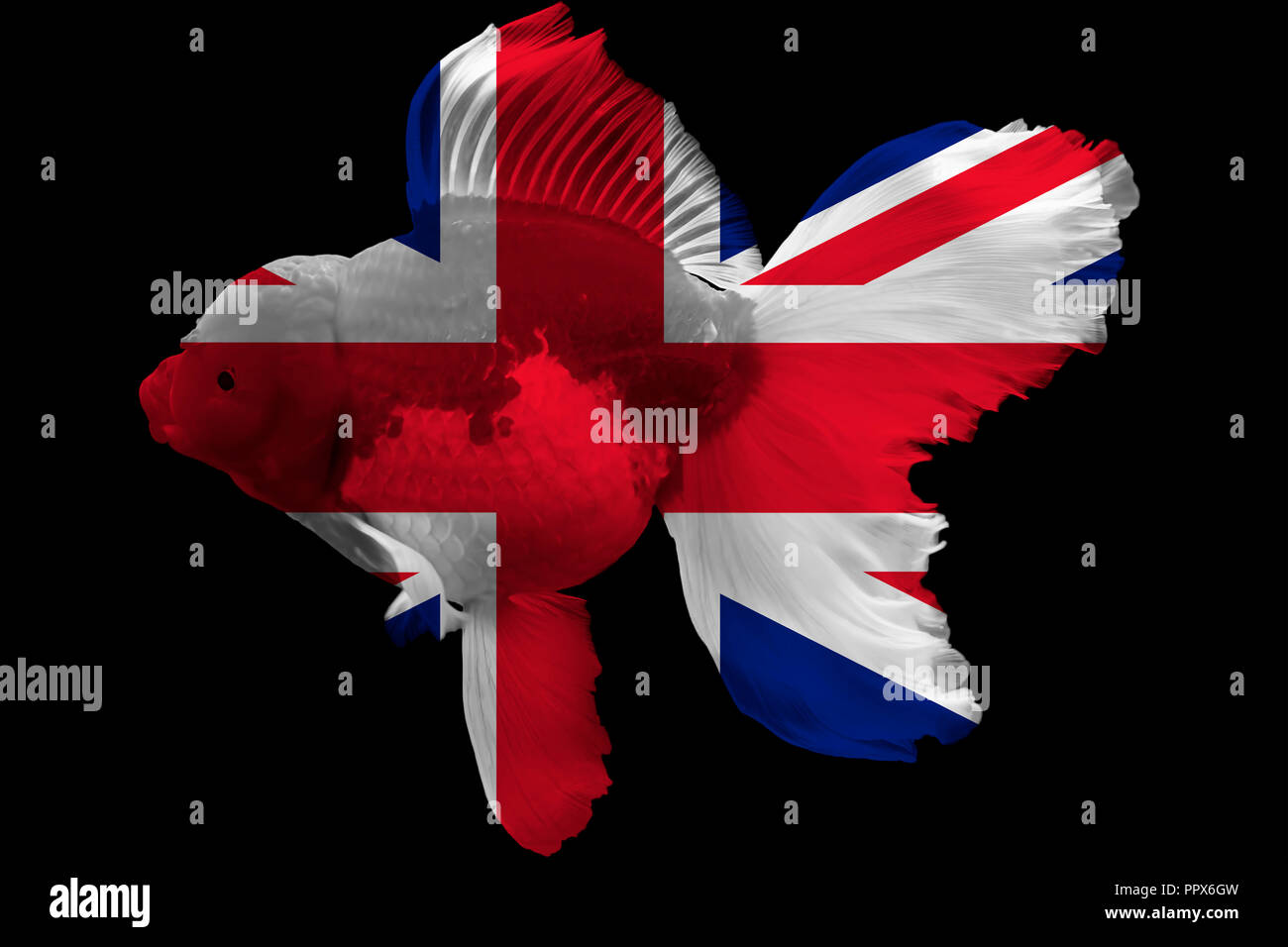 Flag of United Kingdom on goldfish with black background Stock Photo ...