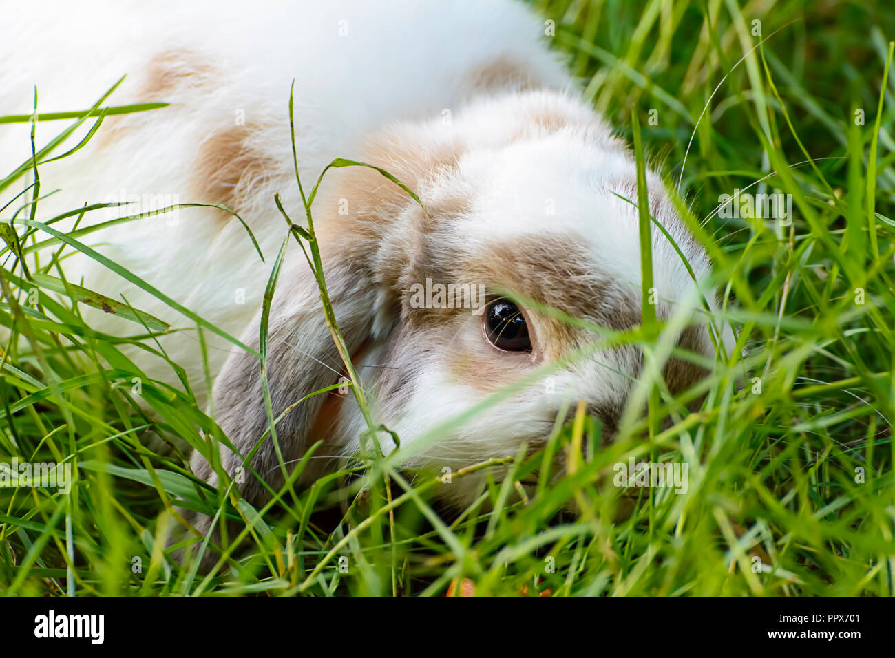 Rabbits are small mammals. Bunny is a colloquial name for a rabbit ...